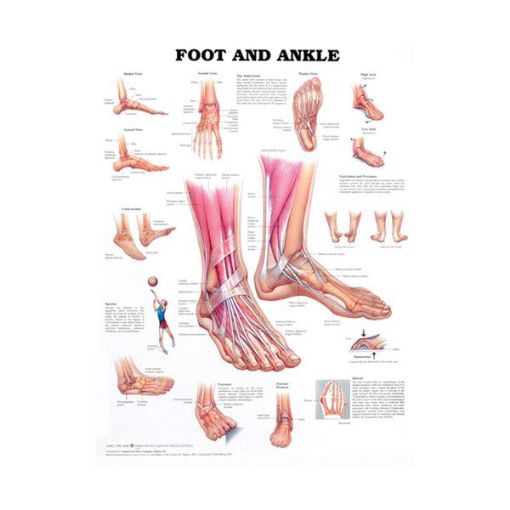 Foot and Ankle Anatomical Chart | OPC Health