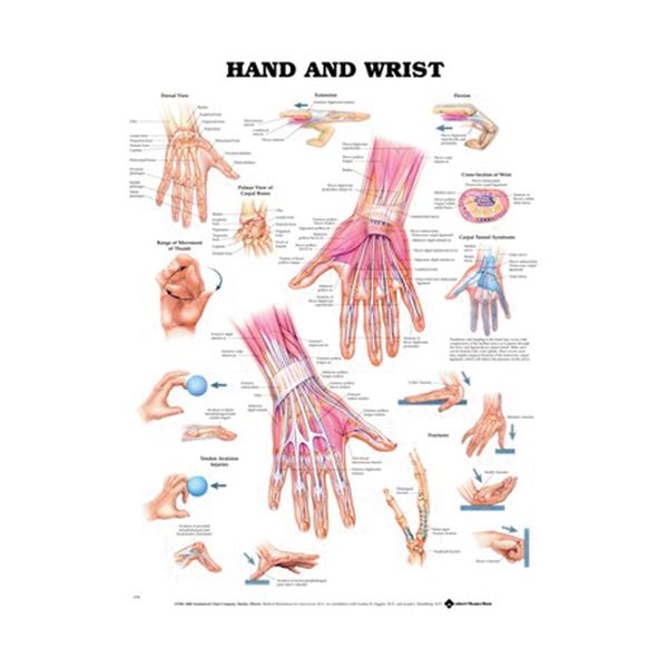 Hand and Wrist Anatomical Chart | OPC Health