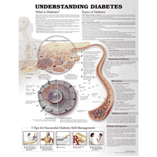 Understanding Diabetes Anatomical Chart | OPC Health