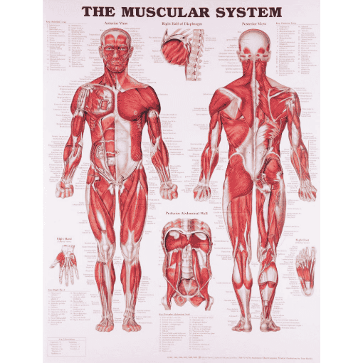 Muscular System Chart | OPC Health
